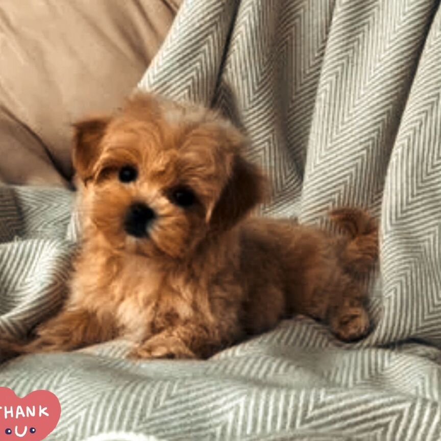 Броньмальчик и девочка мини мальтипу ф1