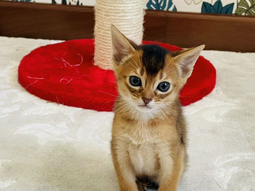 Абиссинские котята