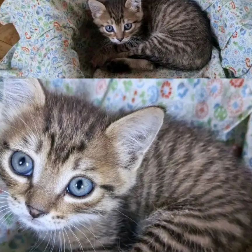 Котёнок в добрые руки