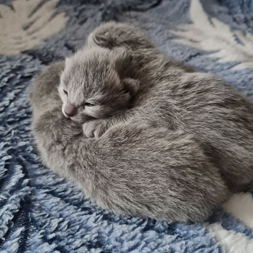 Русская голубая кошка