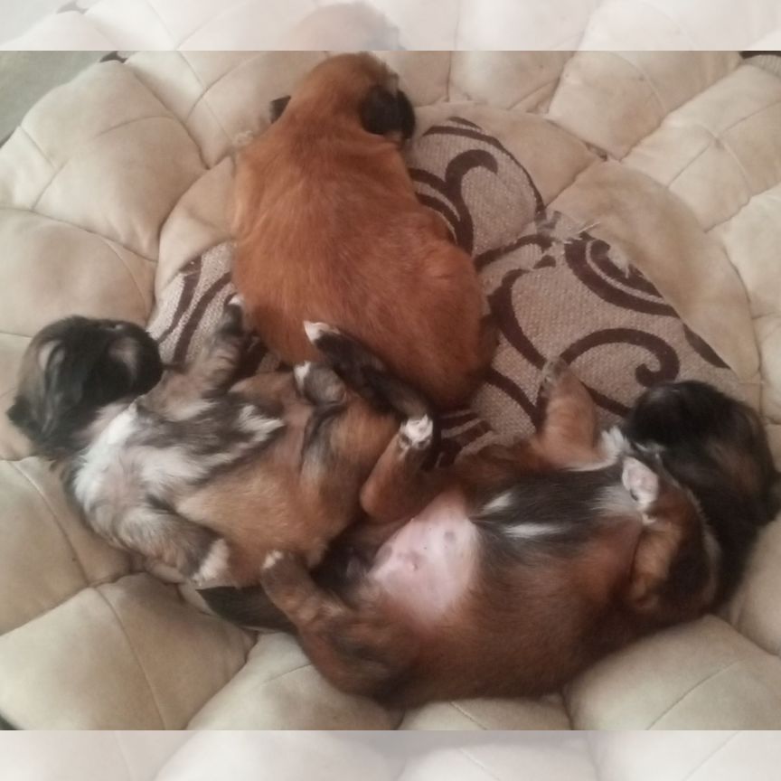 Щенки пекинеса королевского