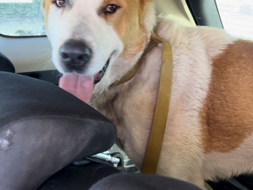 Среднеазиатская овчарка