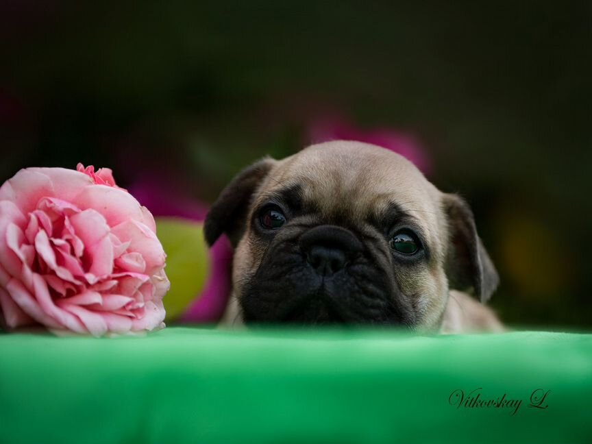 Малыши французские бульдожки