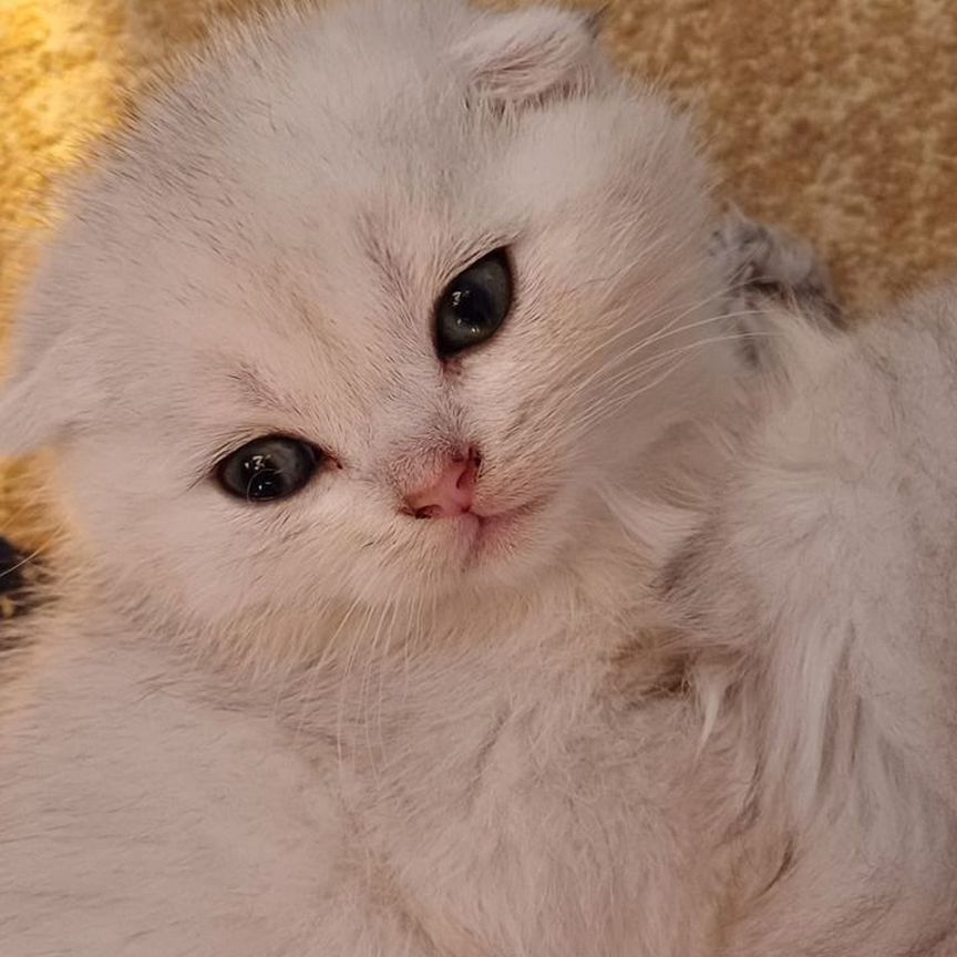 Шотландский котенок мальчик