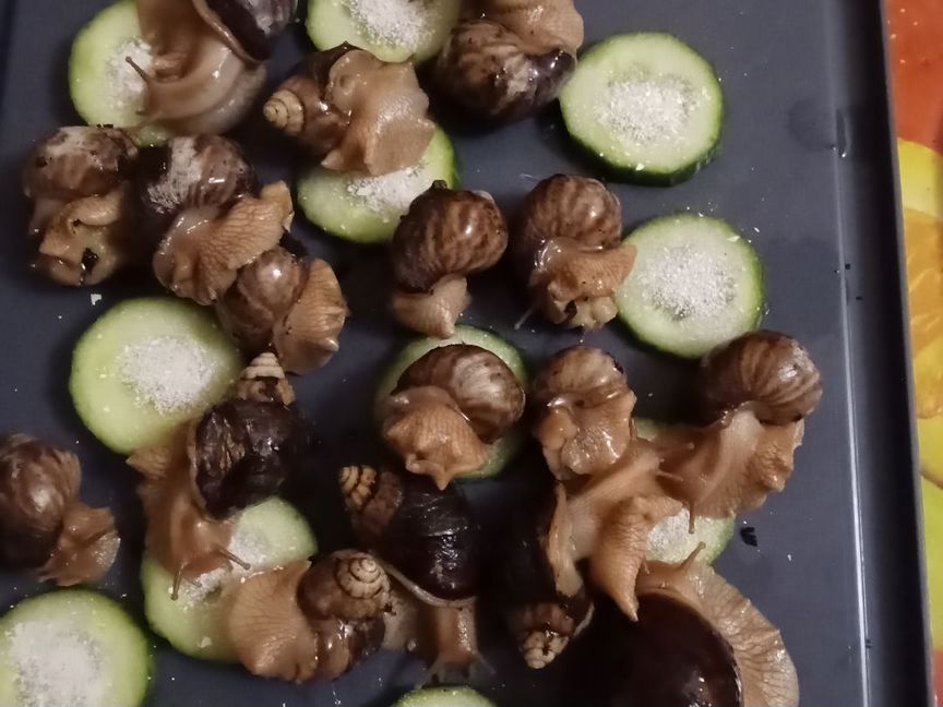 Улитки ахатины