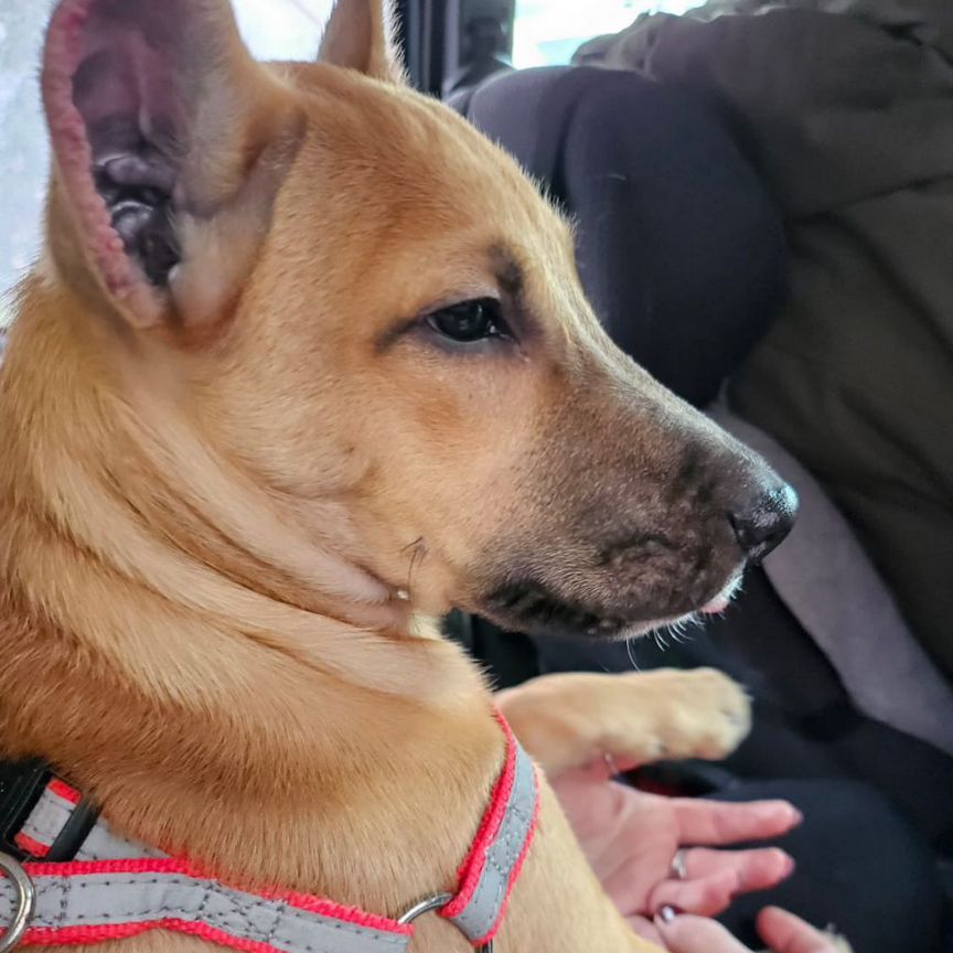 Американский стаффордширский терьер, щенок