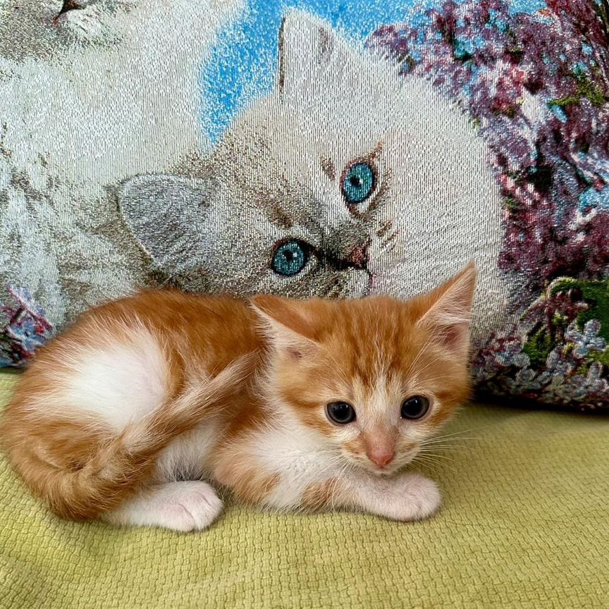 Рыжий красавчик(котенок)