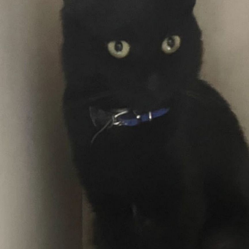 Котику Бегемоту нужен дом