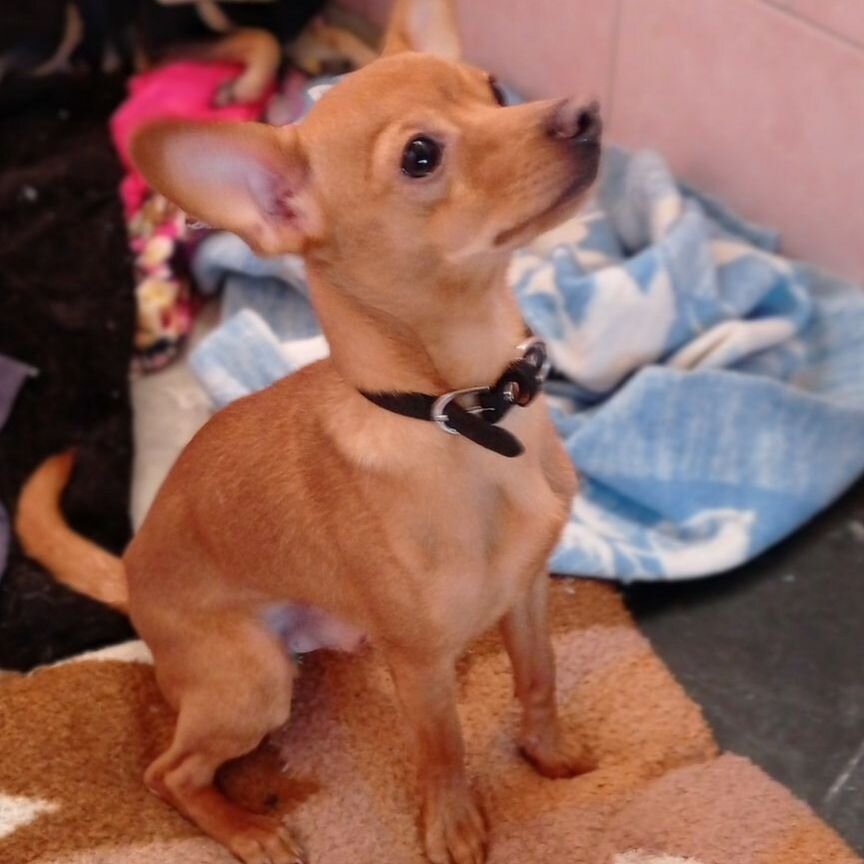 Русский той-терьер, щенок