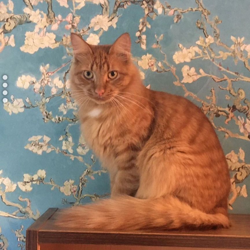 Котик ищет заботливых хозяев
