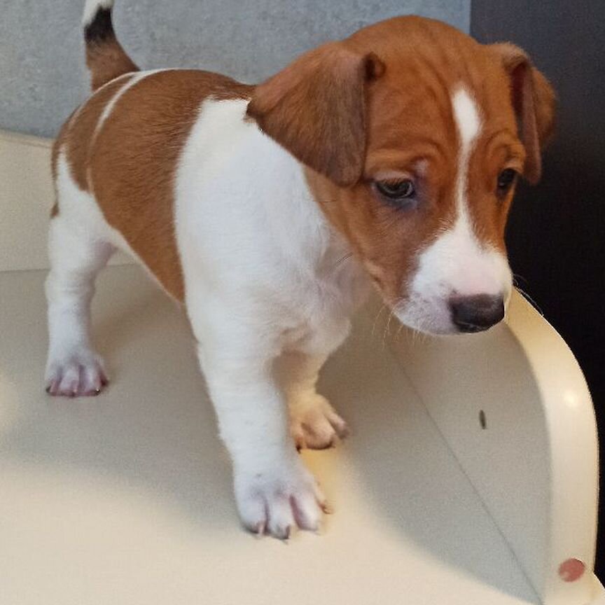 Джек-рассел-терьер, щенок