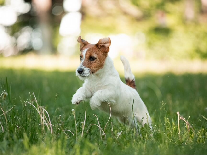 Джек Рассел терьер девочка