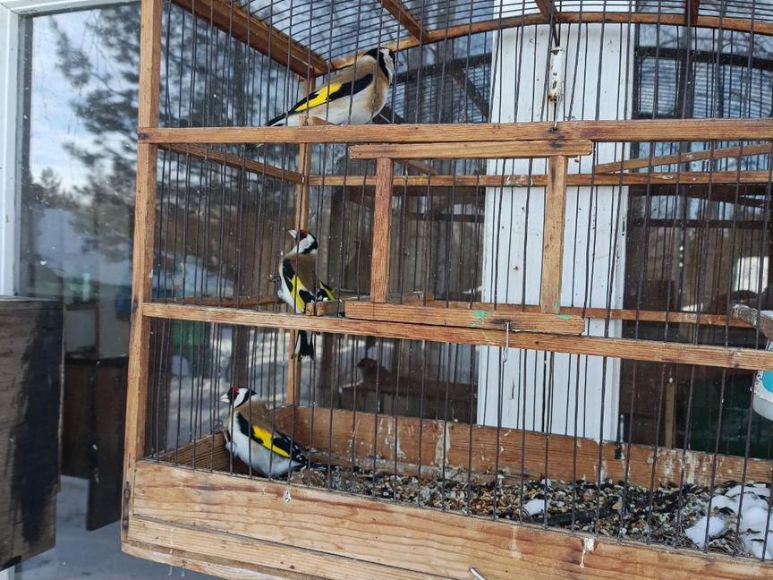 Лесные птицы