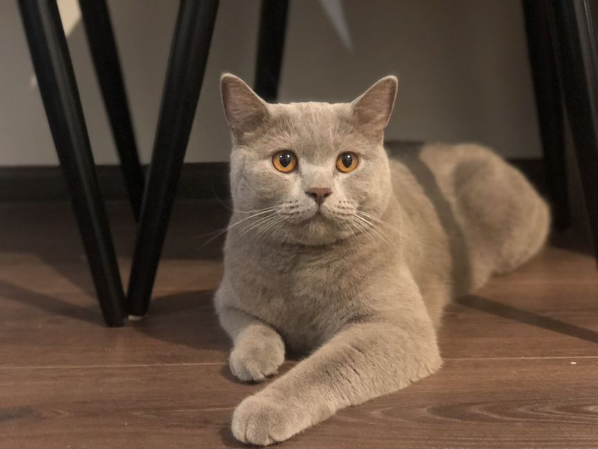 Шатланский кот