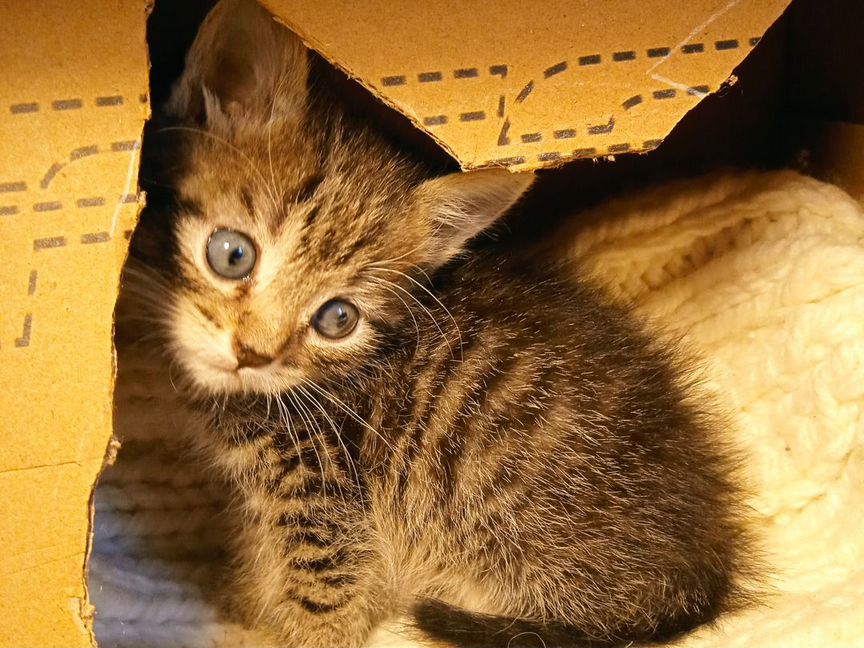 Отдам даром малышку кошечку