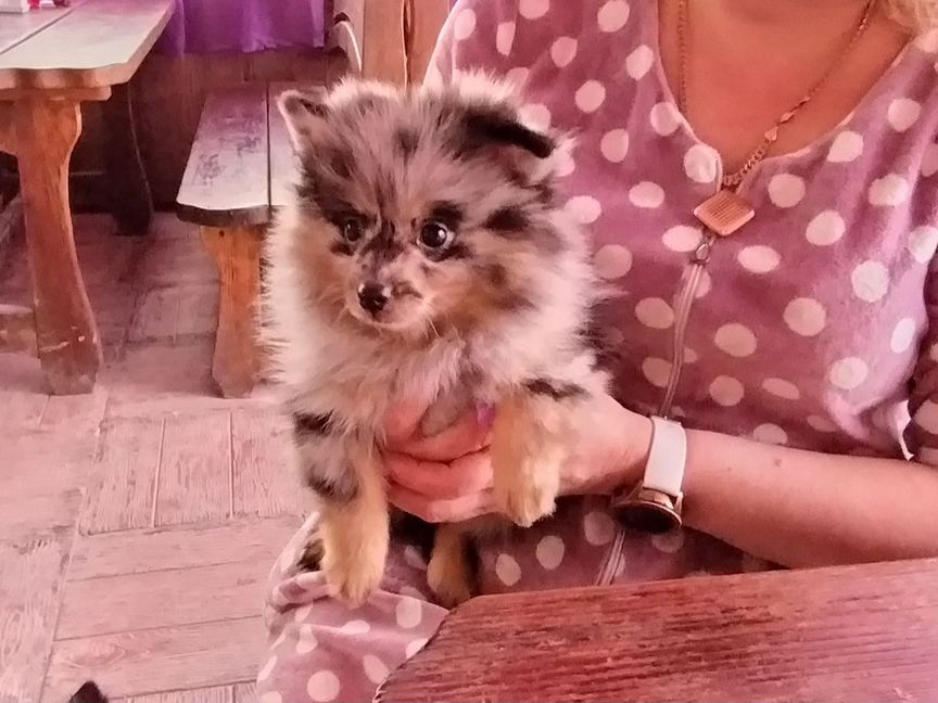 Померанский шпиц