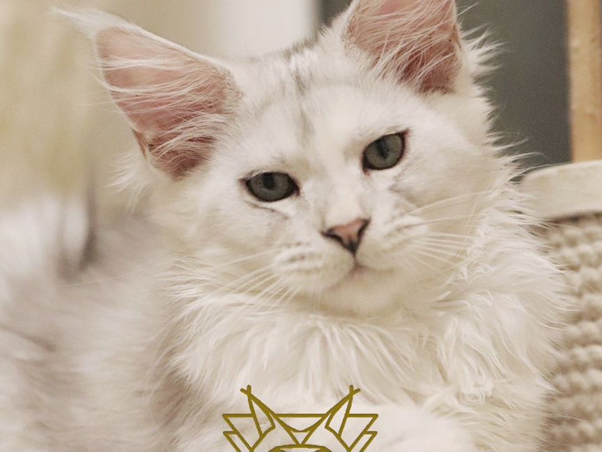 Мейн-кун котенок из питомника