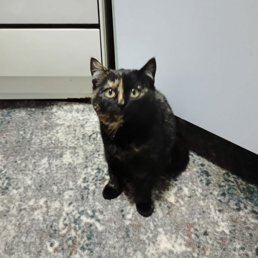 Отдам бесплатно котенка