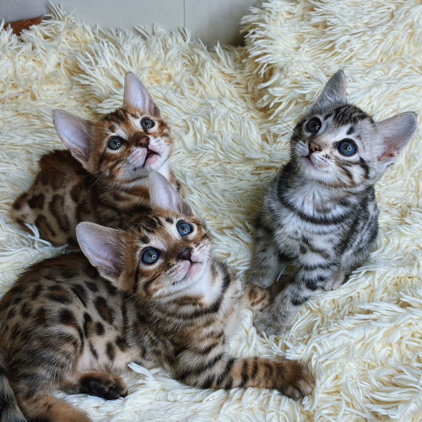 Бенгальские котята 2 месяца