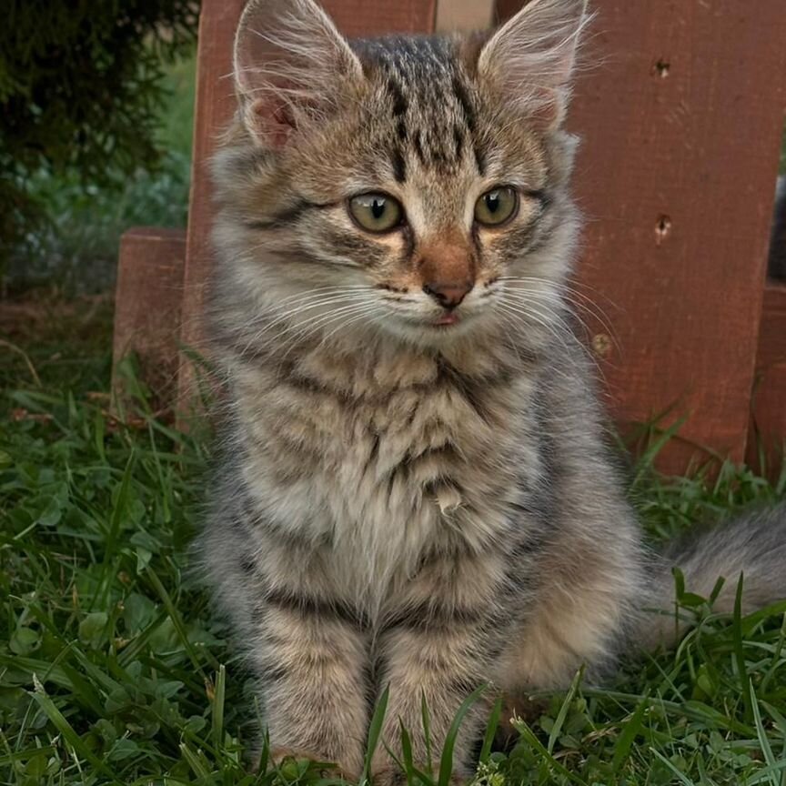 Котенок котята котик