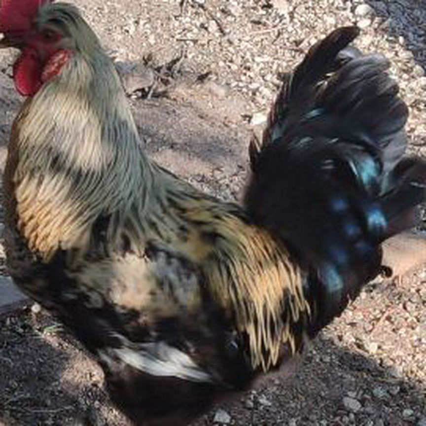 Продам или обменяю на кур