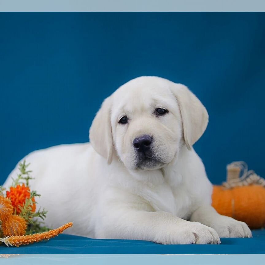 Лабрадор-ретривер, щенок