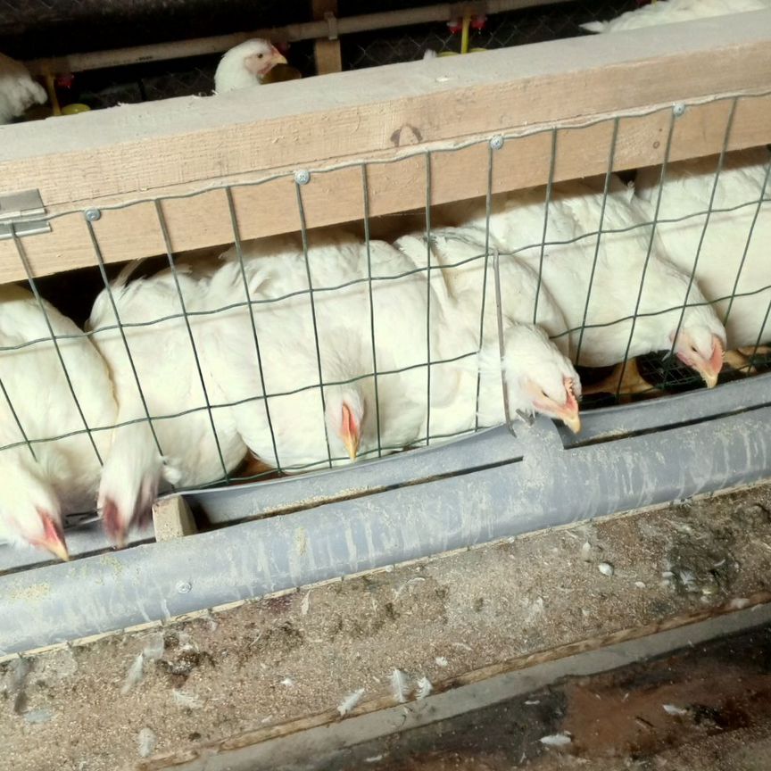 Мясо циплят бройлера кобб 500