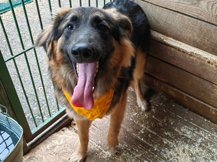 Пушистый малышок ещё в приюте