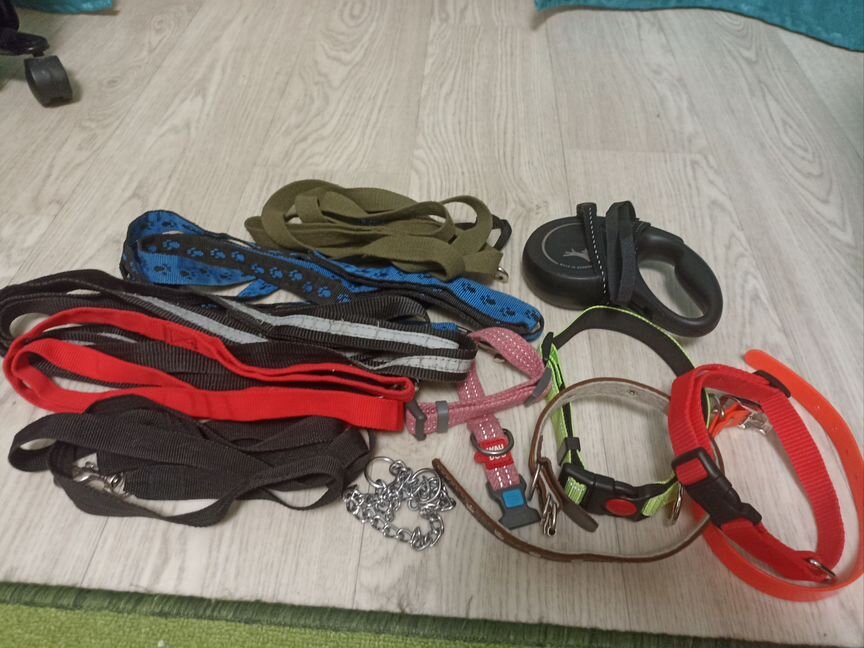 Амуниция для собак