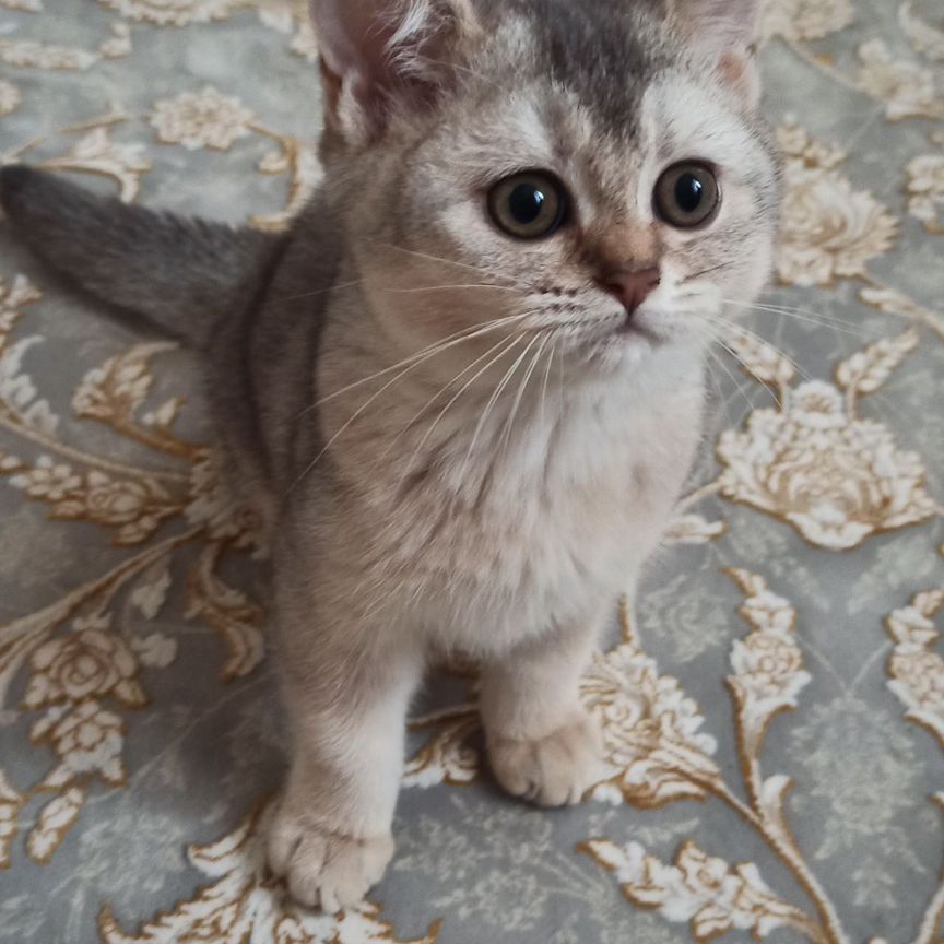Шотландская вислоухая