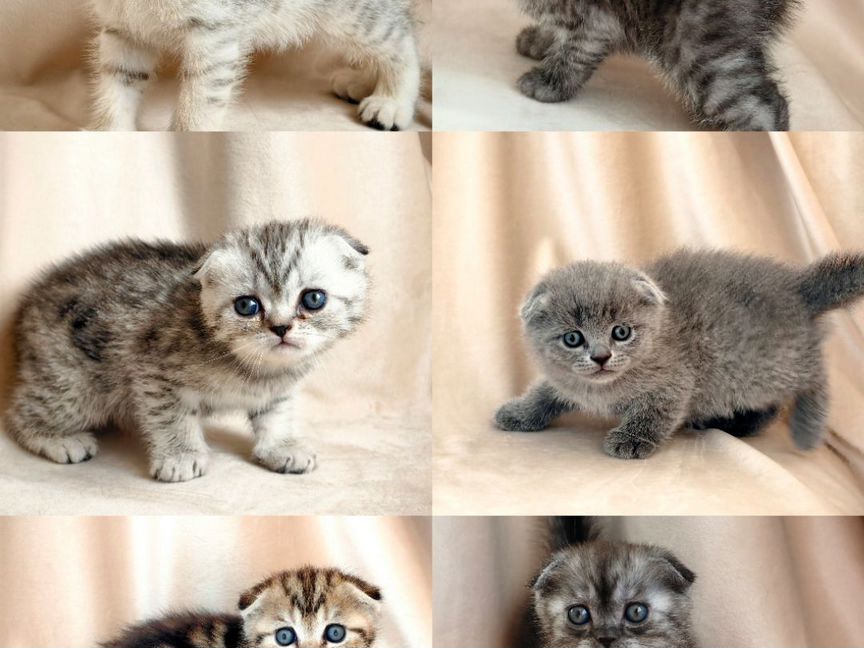 Шотландские вислоухие котята