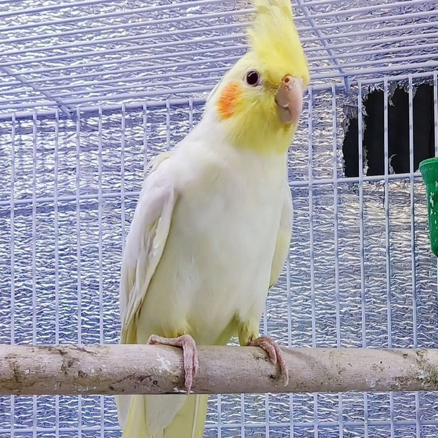 Попугай корелла