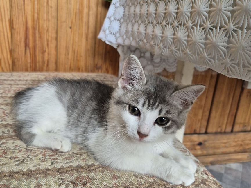 Котёнок в добрые руки