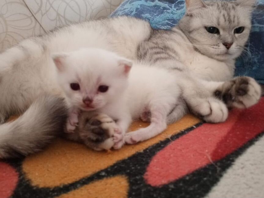 Британская кошечка