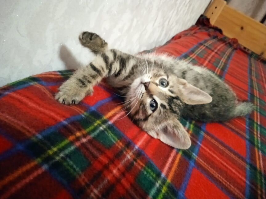 Котенок девочка полосатая умничка
