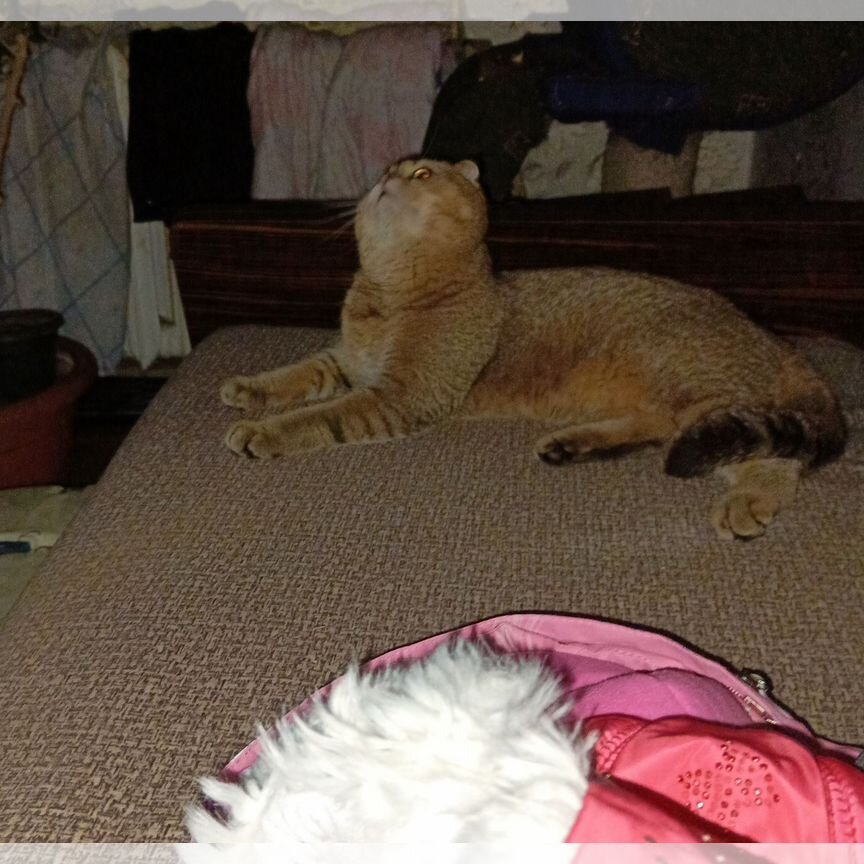 Шотландский вислоухий ищет себе невесту