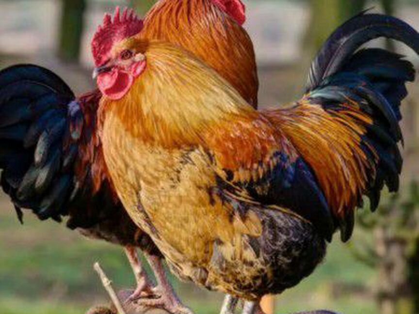 Молодые петухи