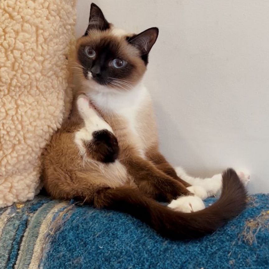 Сиамская, взрослая кошка