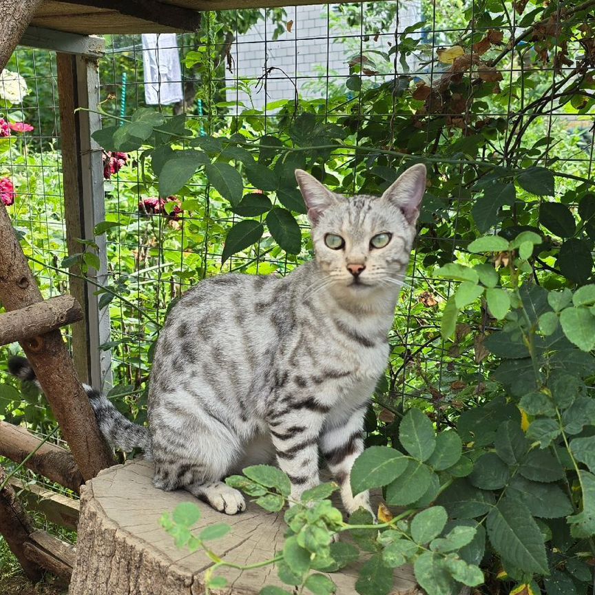 Бенгальская девочка