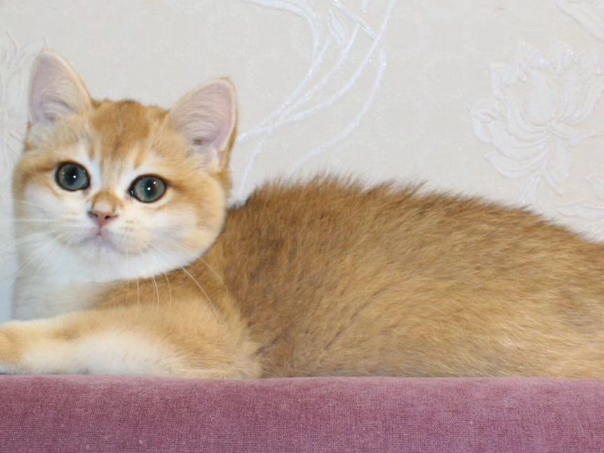 Британская кошечка
