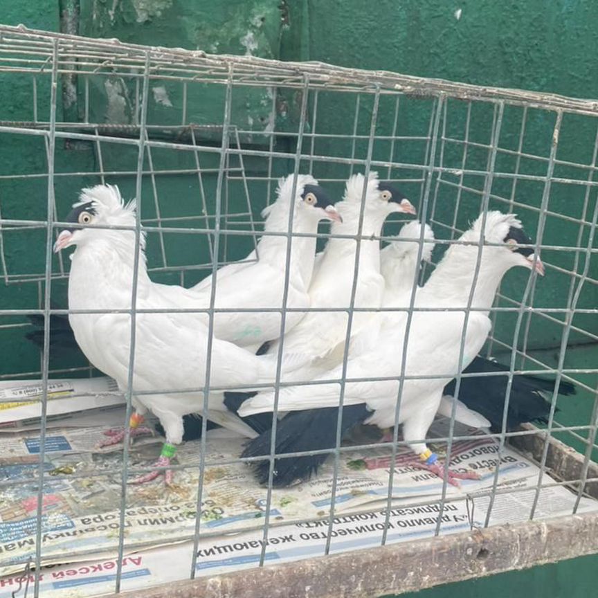 Голуби монахи черные и палевые