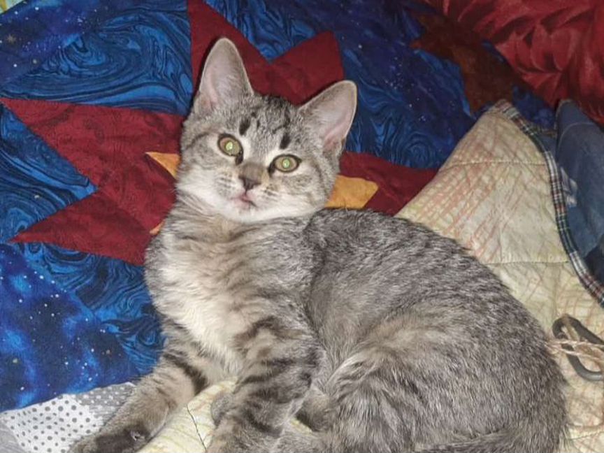 Котик и кошечка в дар