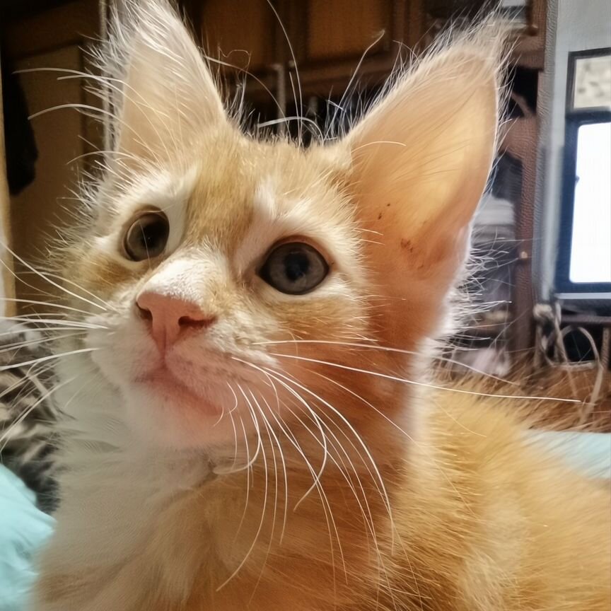 Мейн-кун котёнок