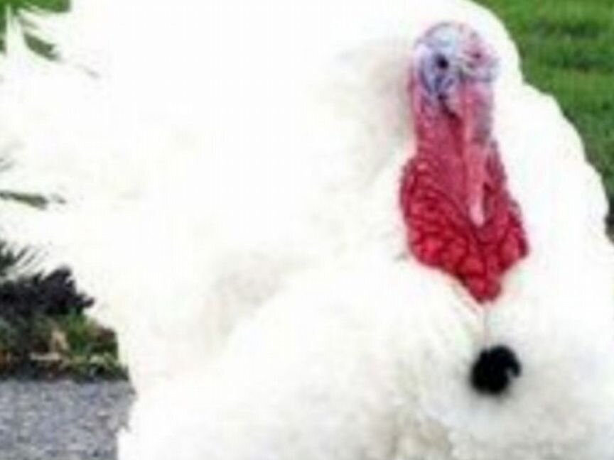 Инкубационноее яйцо индейкии