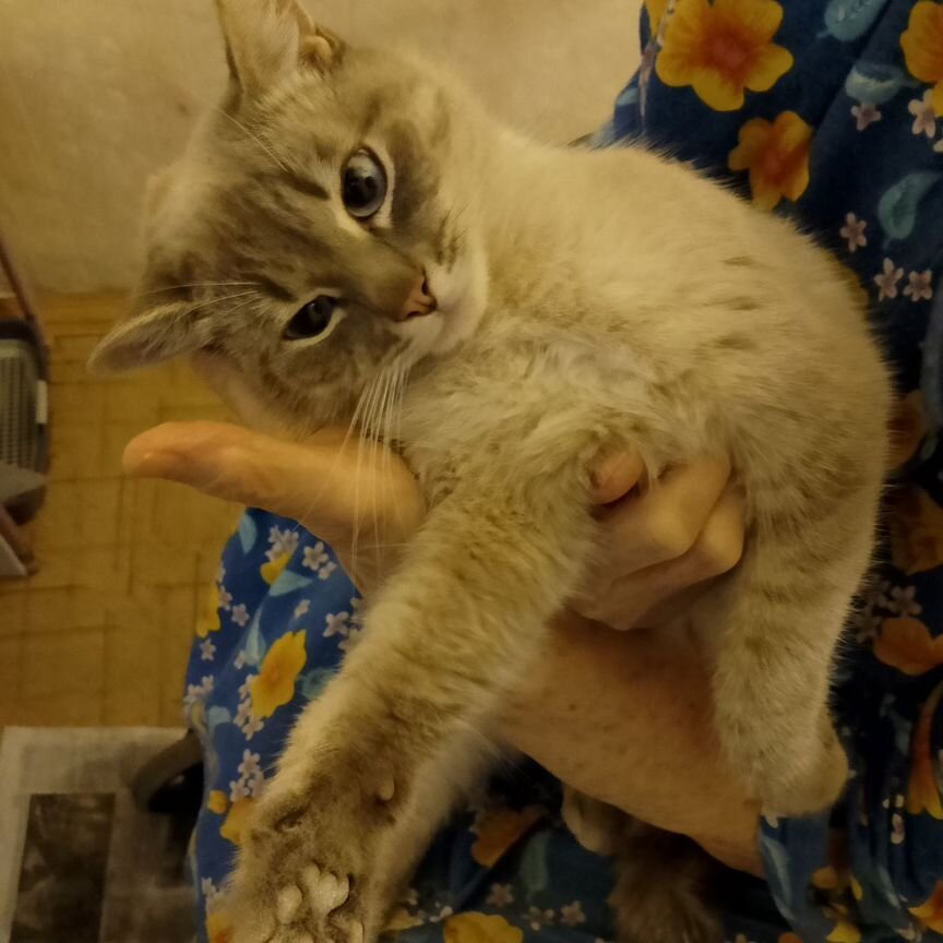 Кот породистый