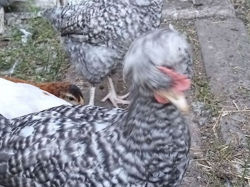 Куры молодки несушки