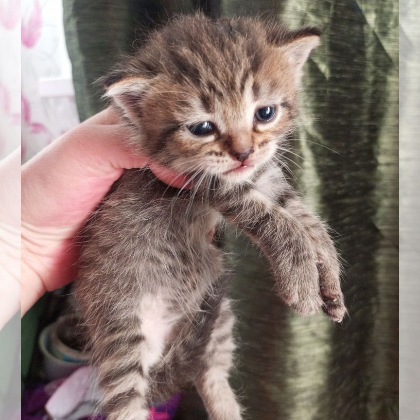 Котёнок в добрые руки
