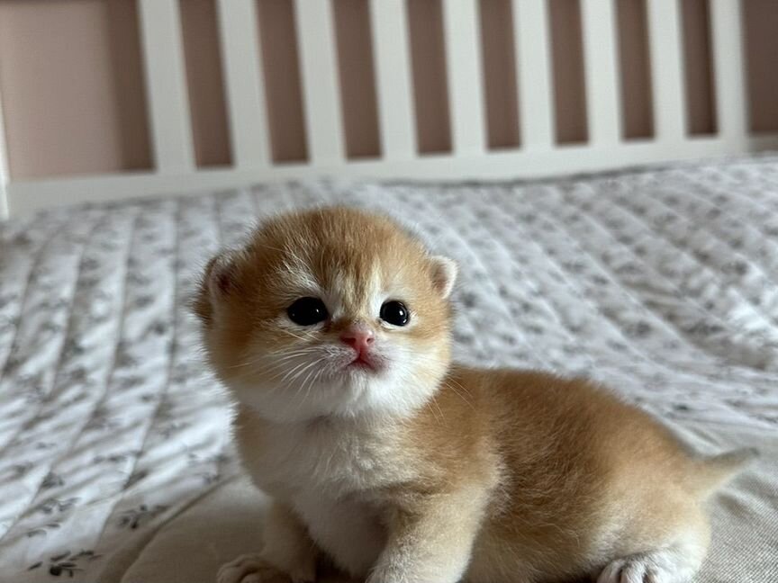 Золотые британские котята