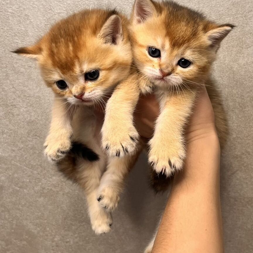 Британский короткошёрстный котёнок