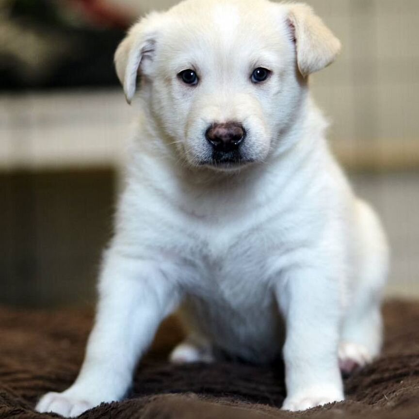 Щенок в добрые руки